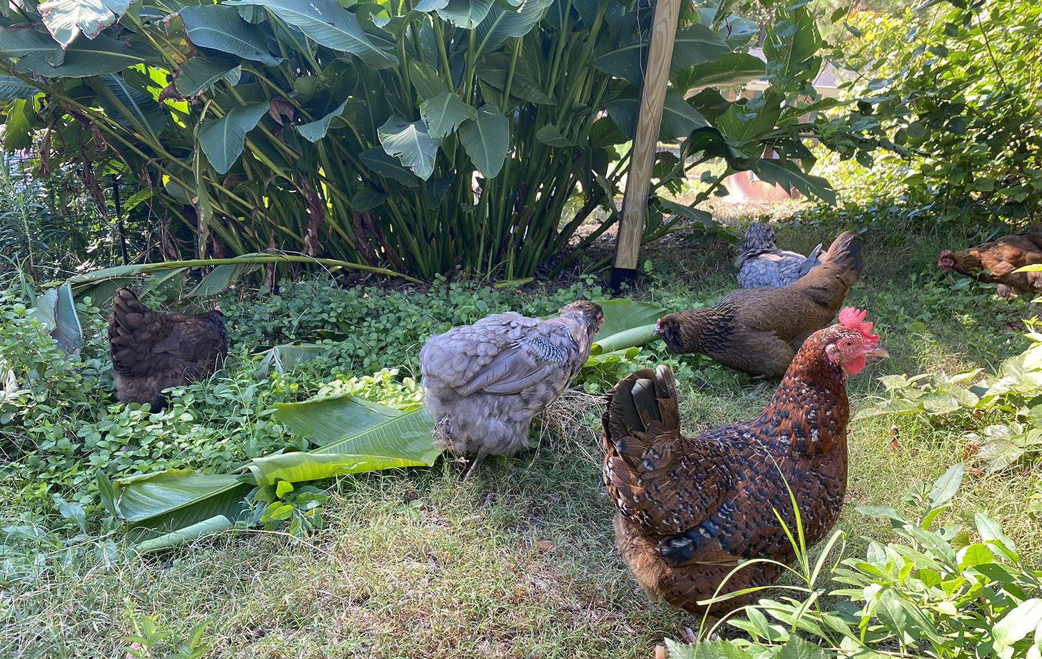Fall Chicken Coop Cleaning: Guide to Preparing Your Flock f | carolinacoops