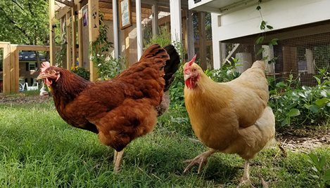 Backyard Chickens, Neighbors, and the City Board | carolinacoops
