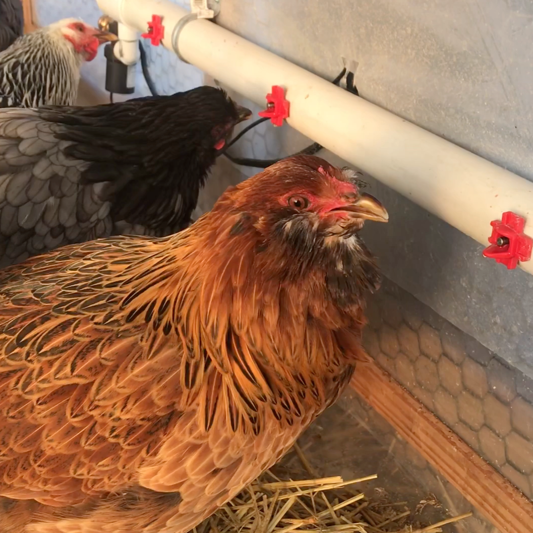 Poultry Water System Winterizing Bundle for Cold Weather